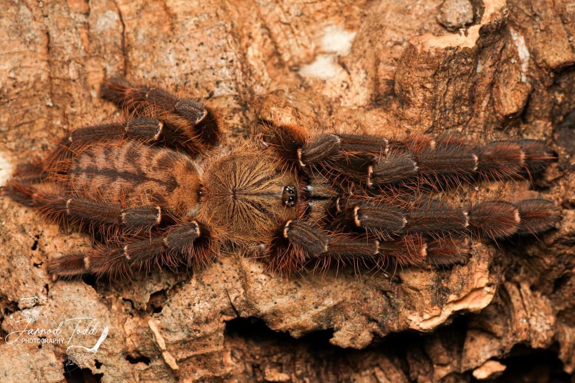 Phormingochilus sp Akcaya (Akcaya Earth Tiger) | Gazza's Tarantulas