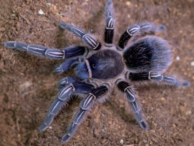 Aphonopelma seemanni (Costa Rican Zebra) | Gazza's Tarantulas
