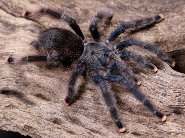Avicularia avicularia (Guyana Pink Toe) | Gazza's Tarantulas