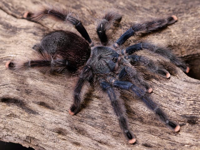 Avicularia avicularia (Guyana Pink Toe) | Gazza's Tarantulas