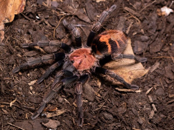 Davus pentaloris (Guatamalan Tiger Rump) | Gazza's Tarantulas
