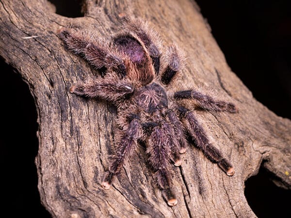 Avicularia juruensis (Peruvian/Yellow Banded Pinktoe) | Gazza's Tarantulas