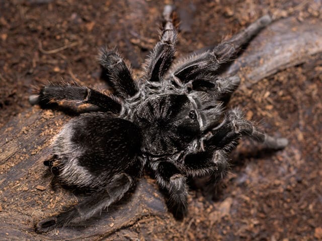 Grammostola pulchra (Brazilian Black) | Gazza's Tarantulas